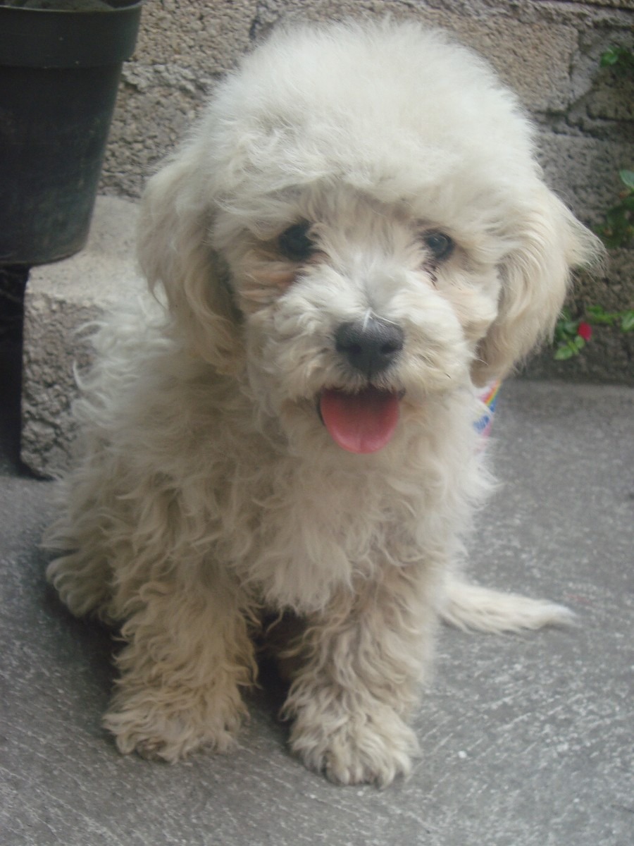 Nacidos para saltar: French Poodle