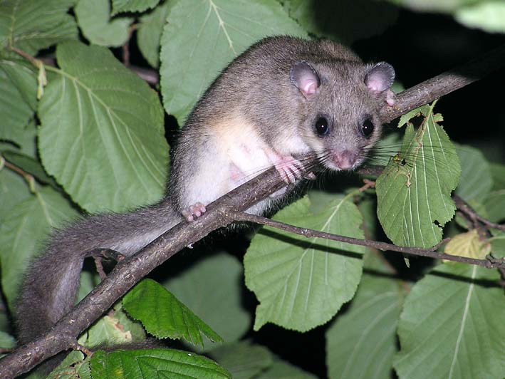 Kako živi divljač / How to live wild animals: Puh veliki (Myoxus glis ...