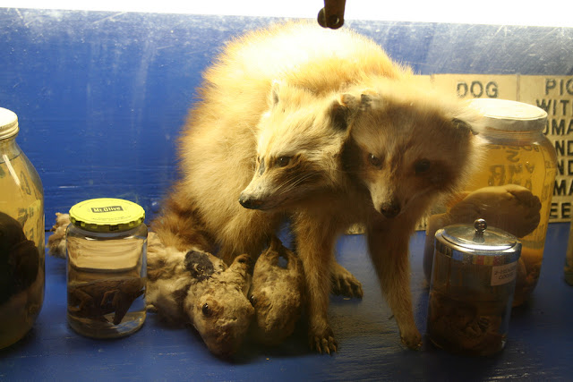 The Carpetbagger: The Modern Day Freak Show