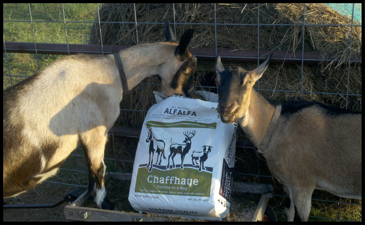 The Adventures of Noodleville: A Noodleville Review: Chaffhaye Alfalfa