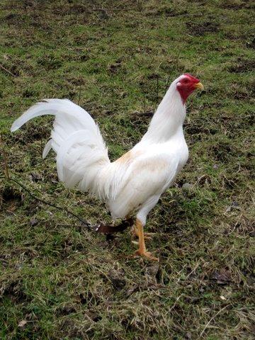 Breed Savers: Standard Old English Game Fowl