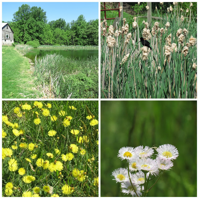 Viewing nature with Eileen: Charlotte's Quest Nature Center