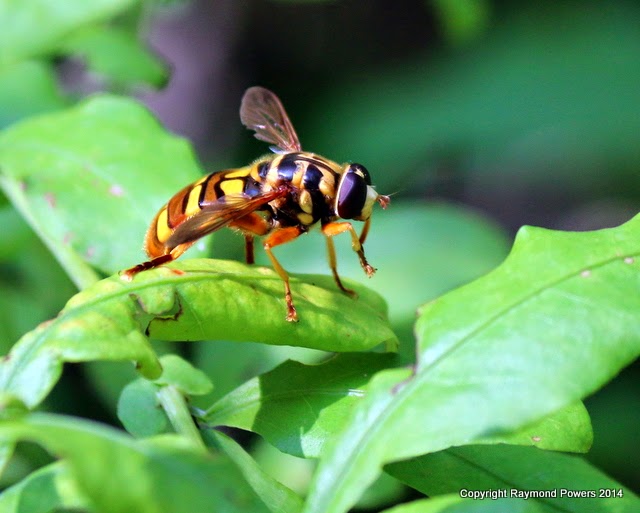 PURE FLORIDA: Hover Flies : " I'm Not A Bee!" ... not that that's a bad ...