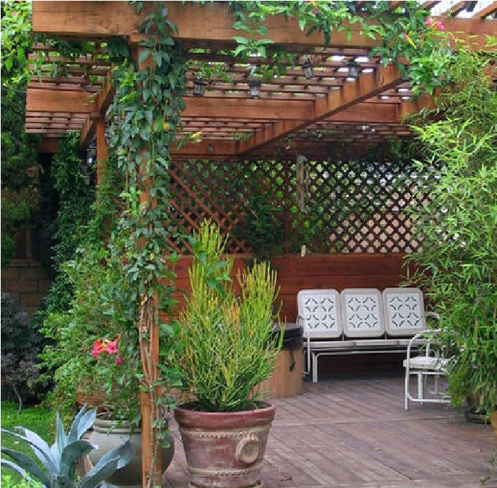 Beberapa Macam Tanaman Rambat Penghias Taman - ATH Aneka Tanaman Hias ...