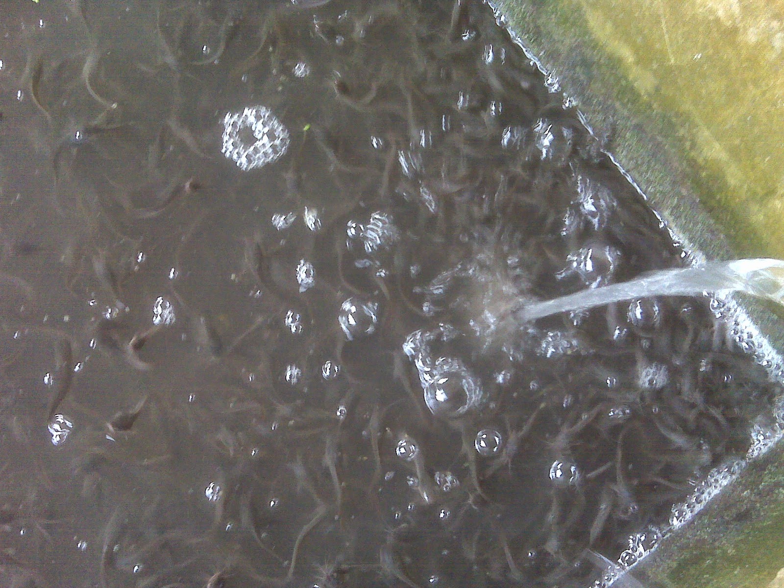 Jual Benih Lele Sangkuriang, Masamo, Phyton Murah: JENIS-JENIS LELE ...