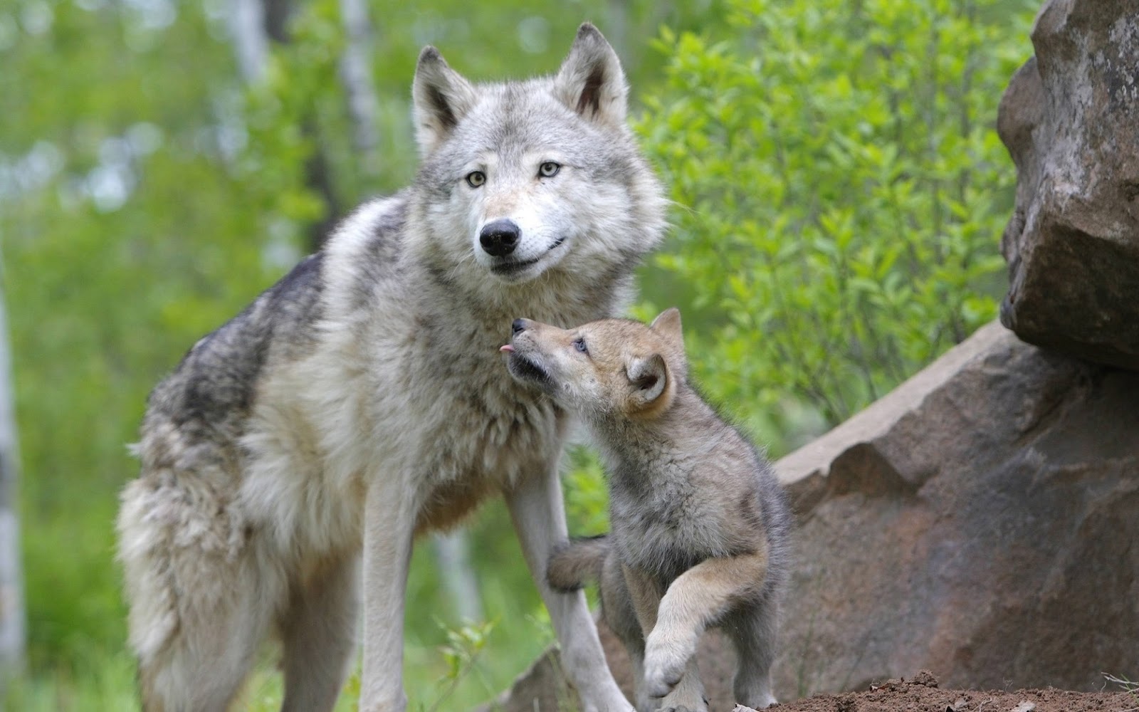 Fotografías de feroces lobos en campo natural