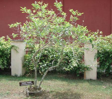 U l a m d i M a l a y s i a: Timba Tasik