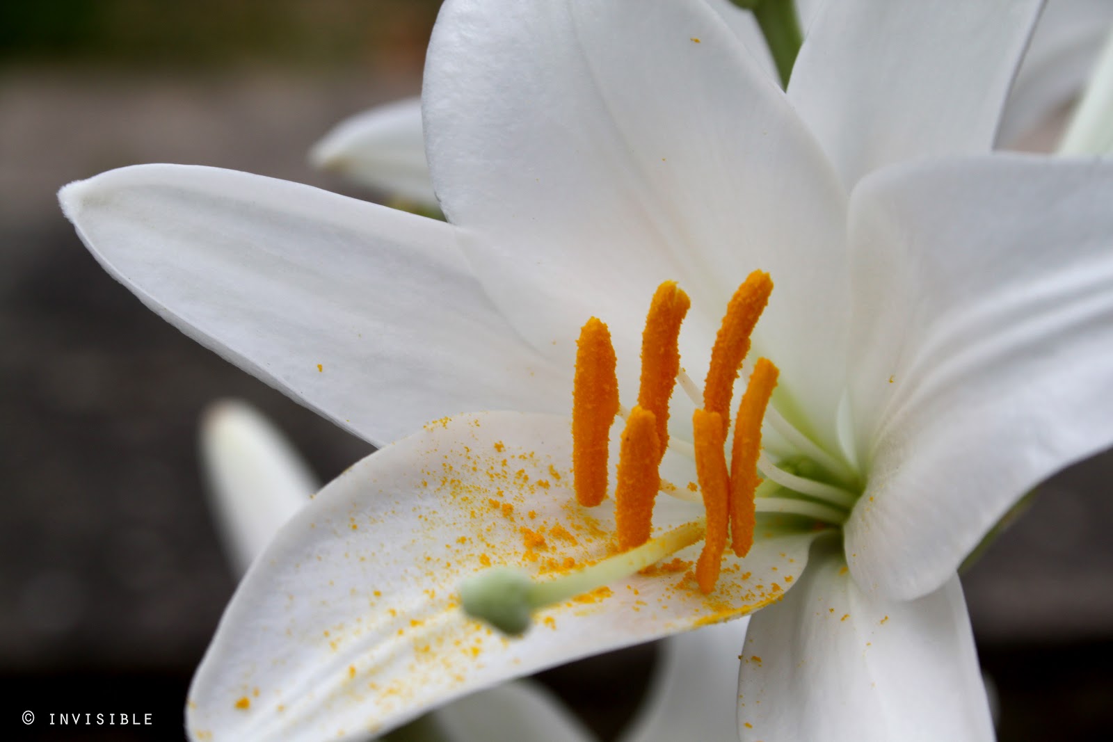 Invisible SLG Photos: Azucenas Blancas - Lilium candidum