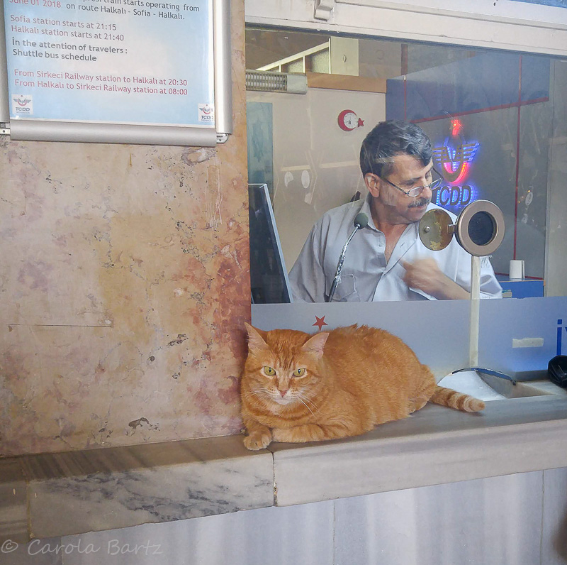 carola bARTz: Istanbul Kedisi - Cats of Istanbul