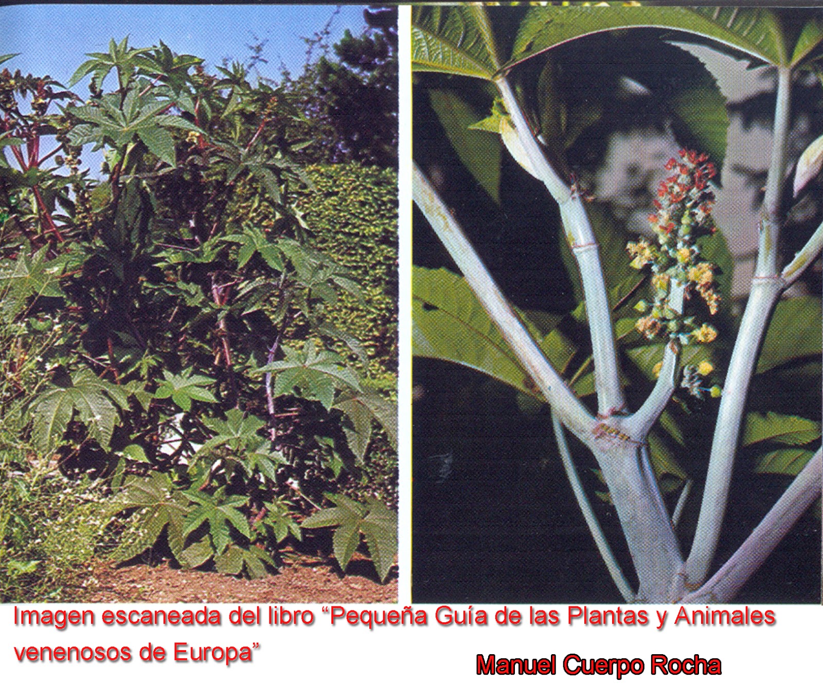 PARQUE MUNICIPAL DE MONTIJO: 6. FLORA DEL PARQUE MUNICIPAL (2), ARBUSTOS