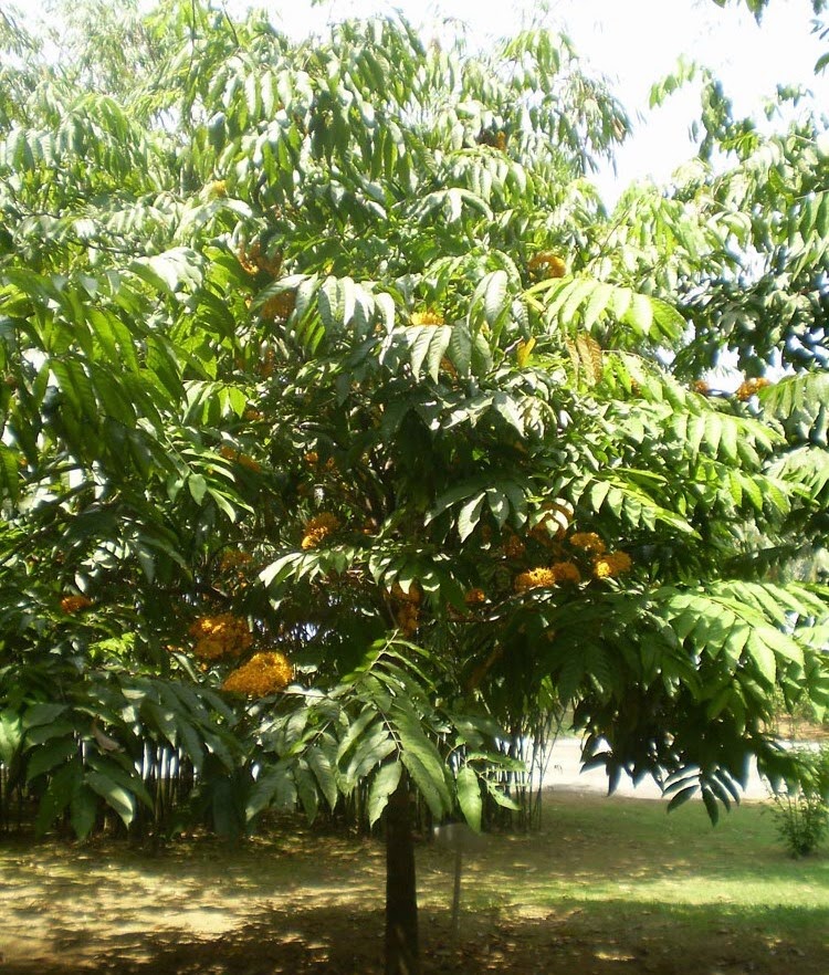 WALK IN GREENS: Saraca cauliflora