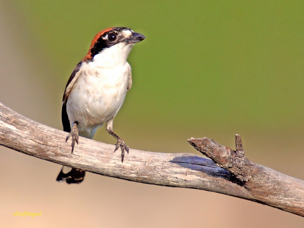 Miguel fotografia: Alcaudón común (Lanius senatur)