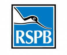 RAMBLES FROM MY CHAIR: The Avocet