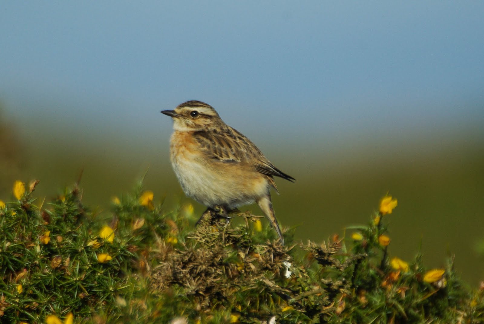 We Bird North Wales: Great Orme - Lapland Bunt and migrants