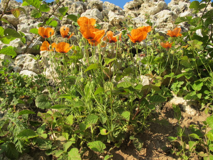 FLORA NEL SALENTO e.. anche altrove: Papaver apulum Ten. - Papaveraceae ...
