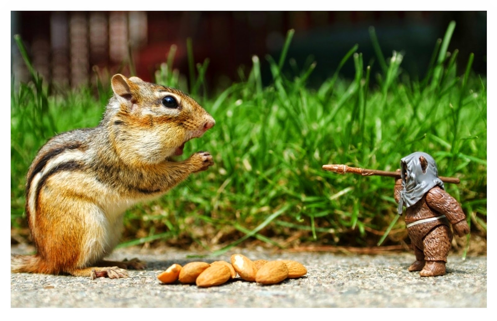 Quase Tudo 3: Músicas, Filmes, Vídeos, Futebol e etc.: ANIMAIS EM GERAL ...