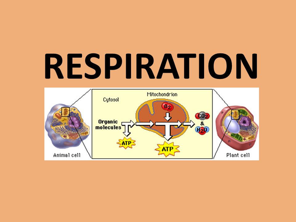 Grade 12: SEMESTER 1 Chapter 1 - ENERGY AND RESPIRATION