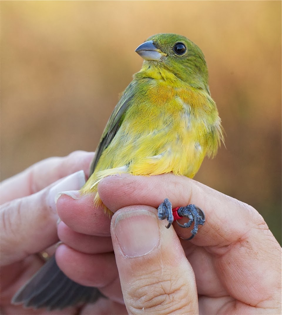 Bird Banding: Learning From Birds In-hand: Color Banding Painted Buntings