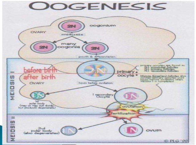 What is Gametogenesis? Gametogenisis in human, animal,plant and ...