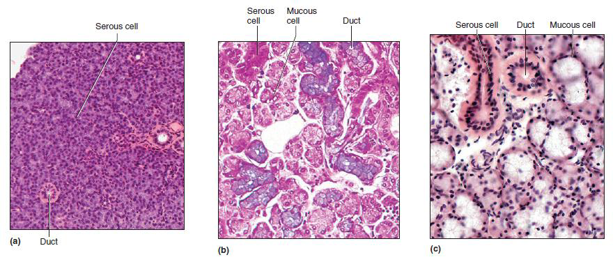 NOTA KEDOKTERAN: Sistem Pencernaan dan Intoleransi Laktosa