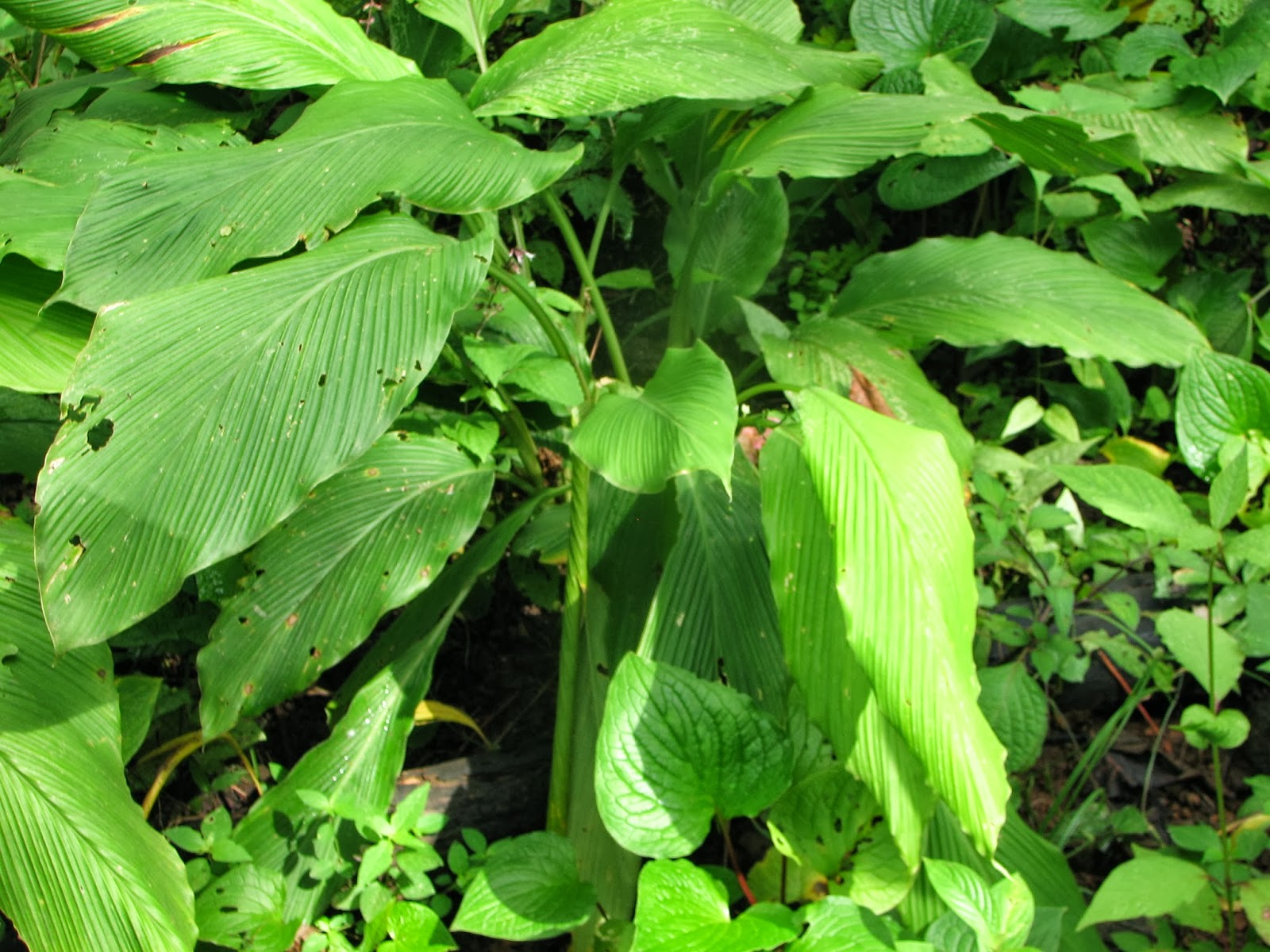 Jambhulmaal – Sanjay Gandhi National Park – The Creativity Engine