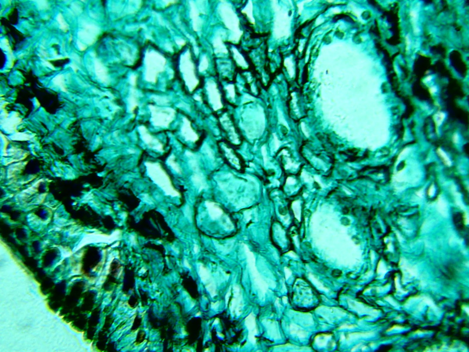 Debonair David: Microscopy, part 1