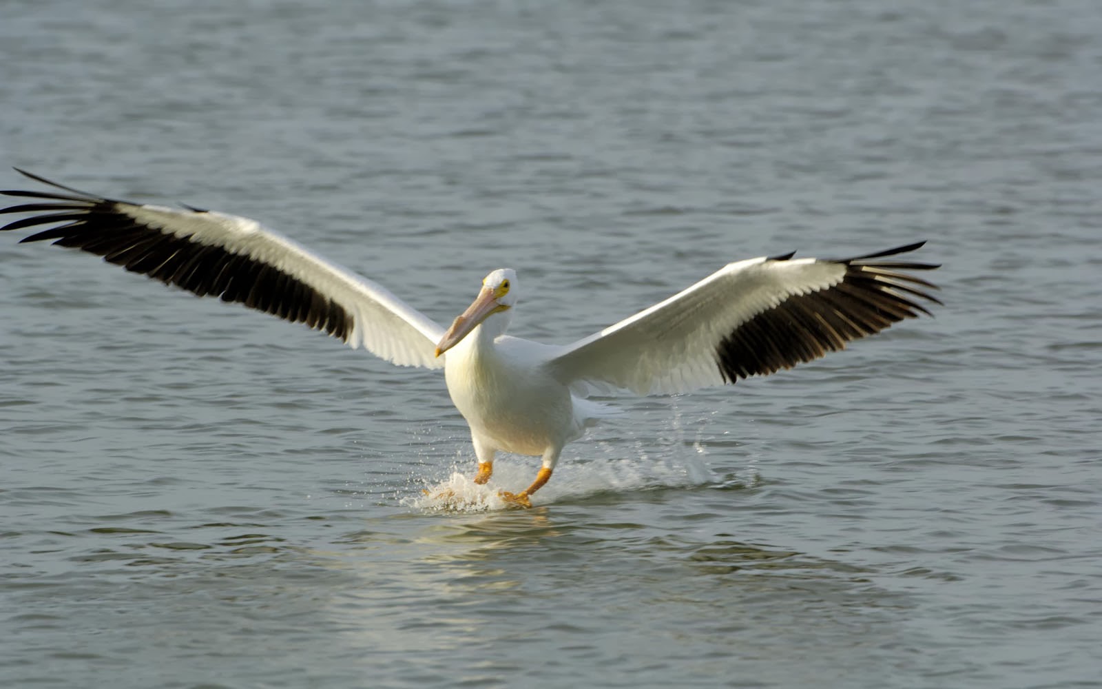 American White Pelican Wallpapers - 3D HD Wallpapers