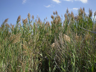 When in the Northern Neck: Northern Neck Water Trails: Currioman Bay ...