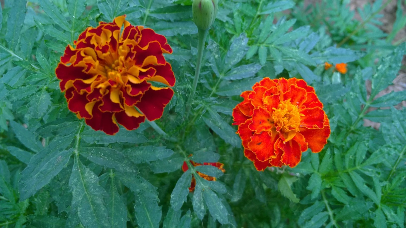 How To Grow Marigolds