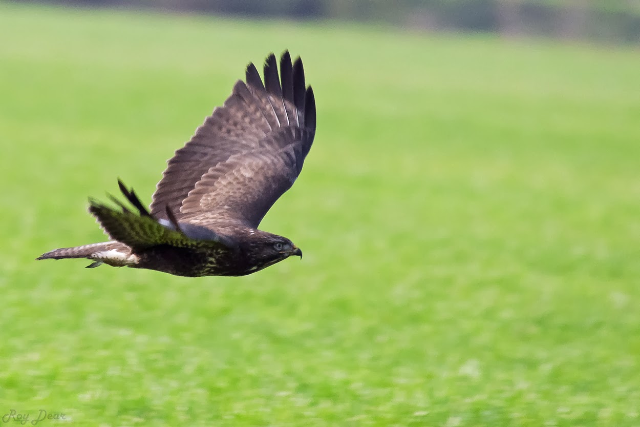 Foto's: Buizerd