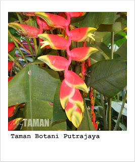 MyTaman: Pokok Sepit Udang - Heliconia sp.