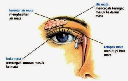 Bagian Bagian Mata dan Fungsinya