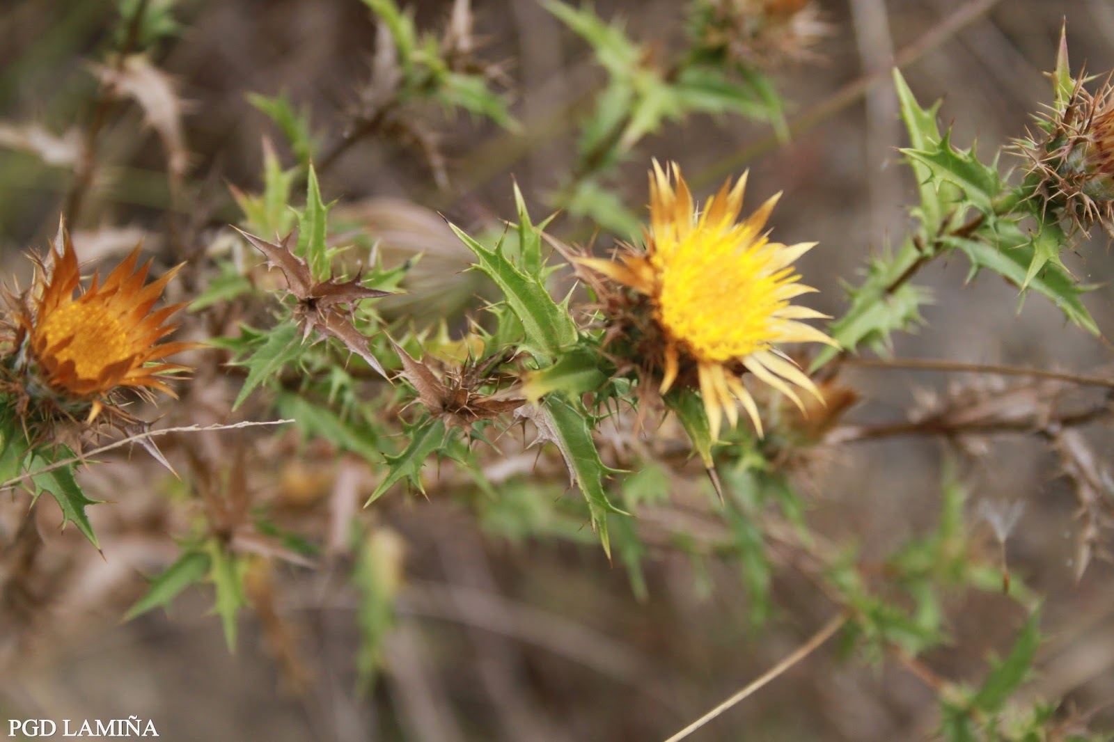 CARLINA CORYMBOSA. cardo cuco o cardo lechero.