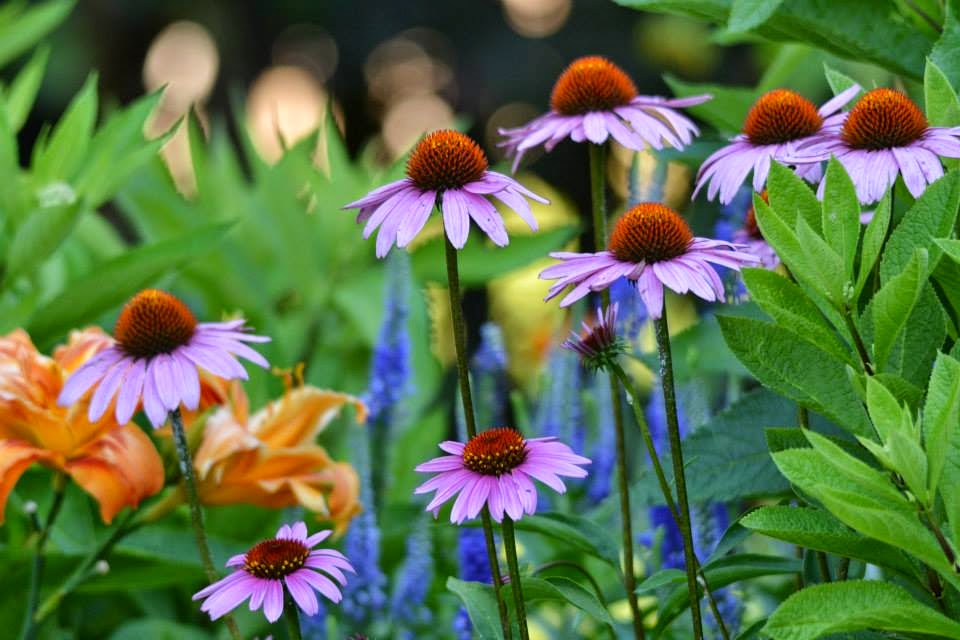 My Carolina Yard: Fall Perennials
