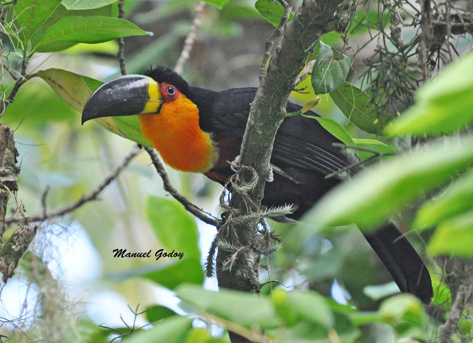 veterinaria - animal - Mendoza: Pequeña muestra de la Fauna de Brasil ...