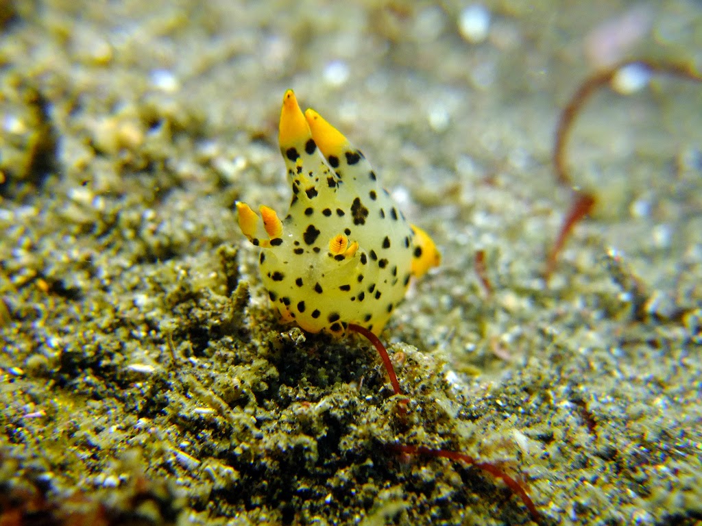 Species of UK: Week 47: Sea Slugs ('Nudibranch')