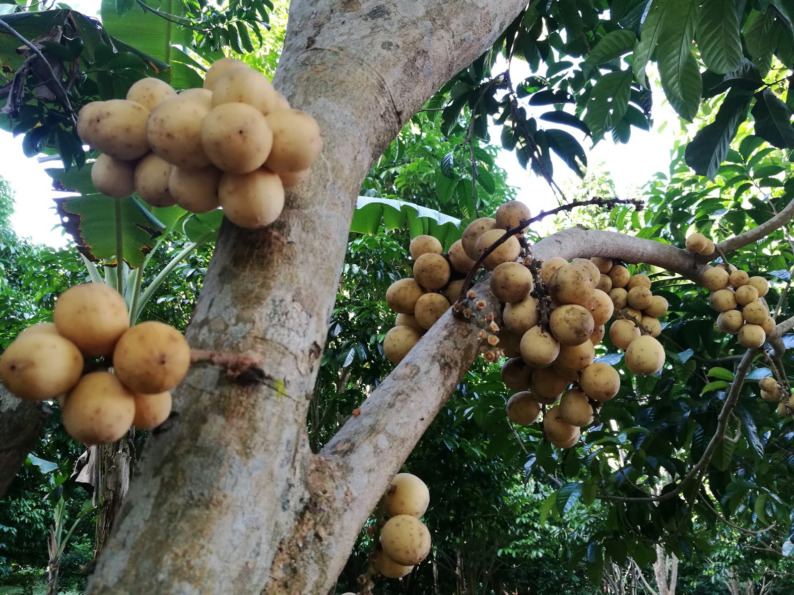 CAMIGUIN FOOD GUIDE : Must-Try Food and Restaurants in Camiguin ...