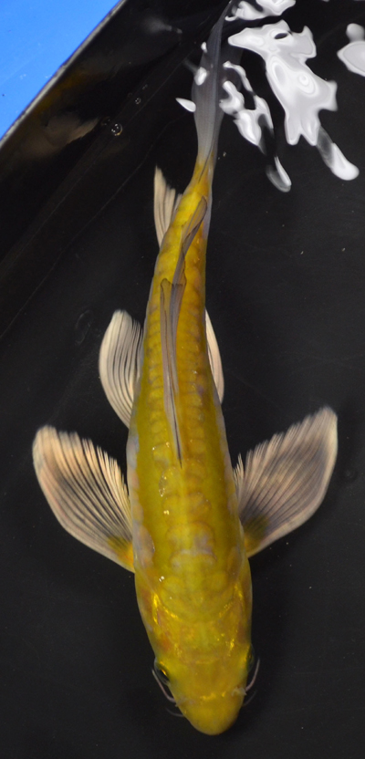 Koi To The World: February 2012