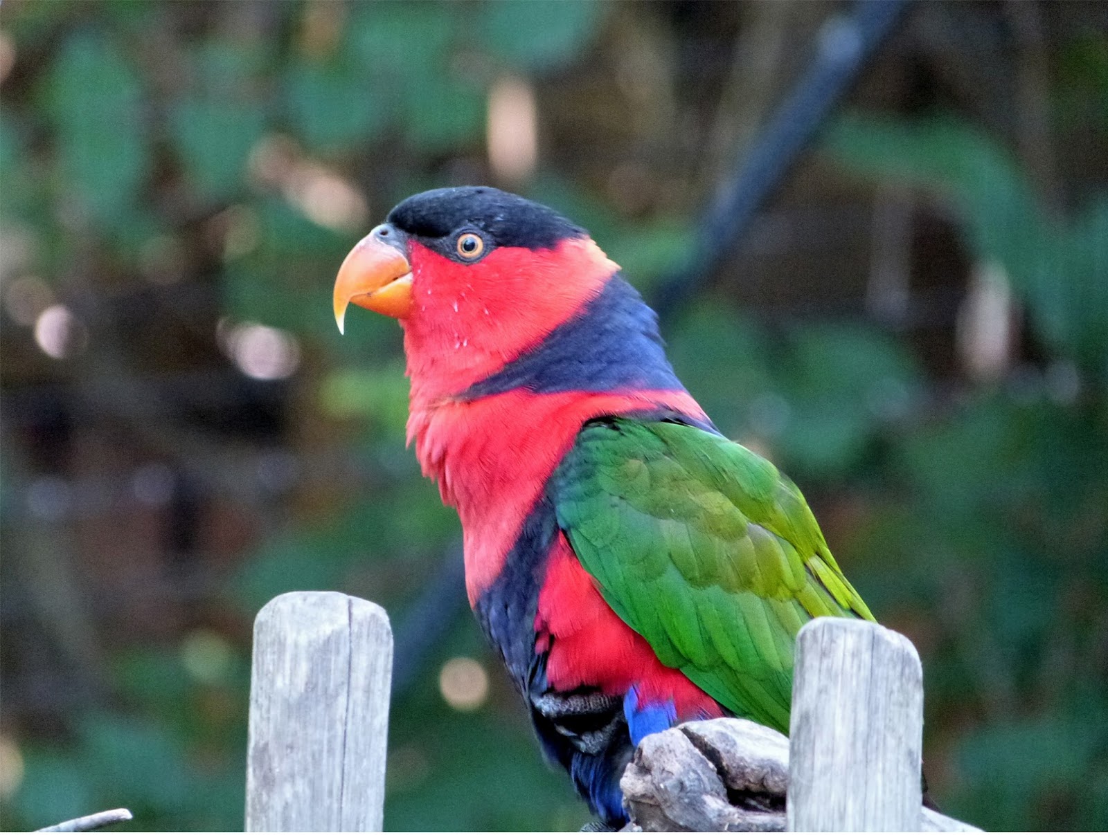 Rupa rupa burung - macam macam burung