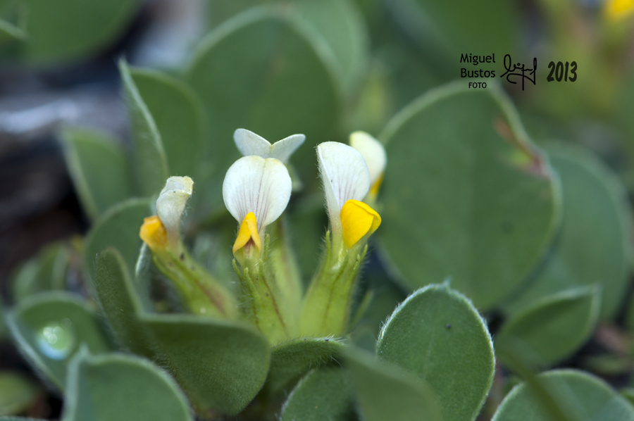 Naturaleza y Fotografía en Motril: Hierba capitana (Tripodion tetraphyllum)