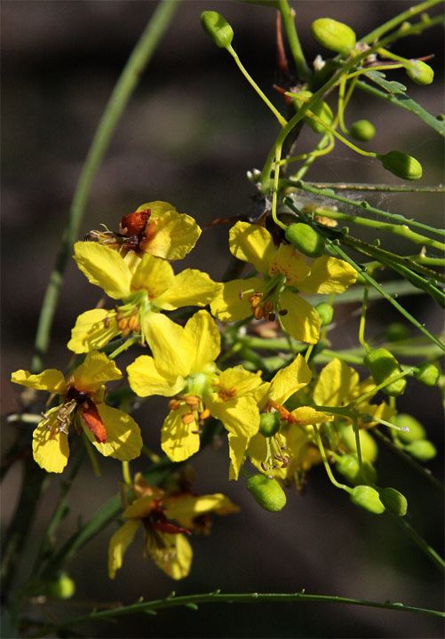 ECOSISTEMAS DE COSTA RICA: PARQUE NACIONAL PALO VERDE