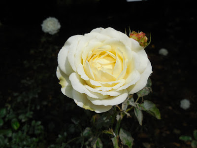 THE DUKE OF WELLINGTON TOUR: FROGMORE HOUSE – Number One London