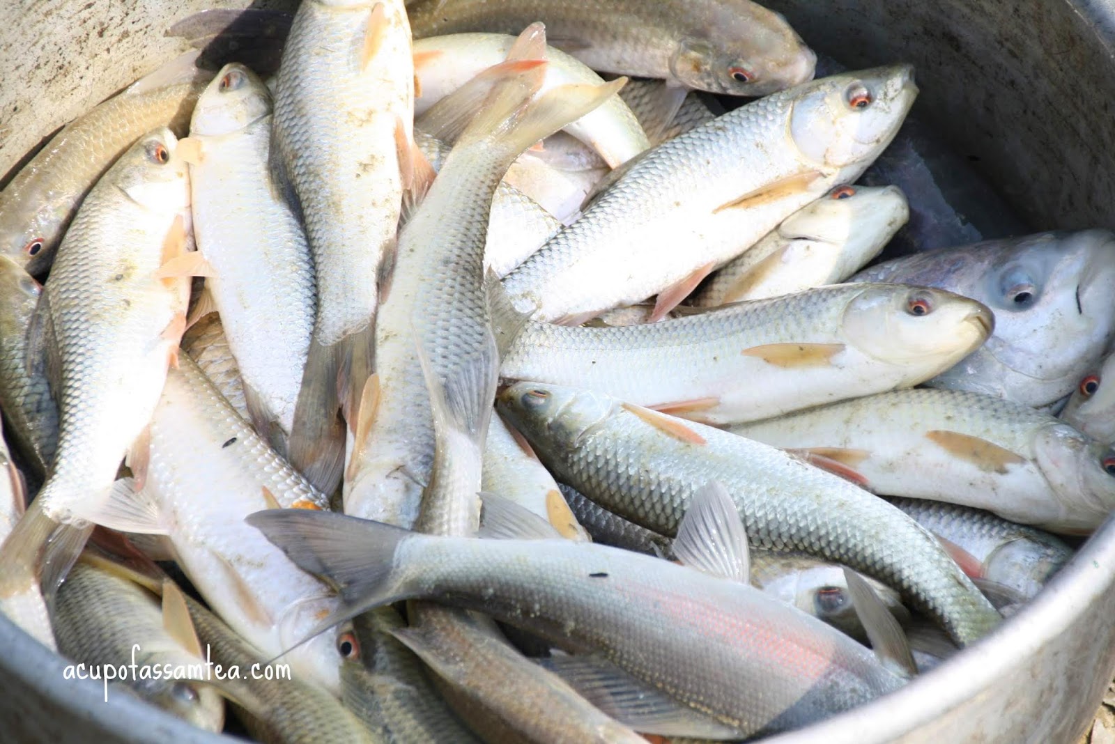 Masor tenga or Assamese style sour fish curry