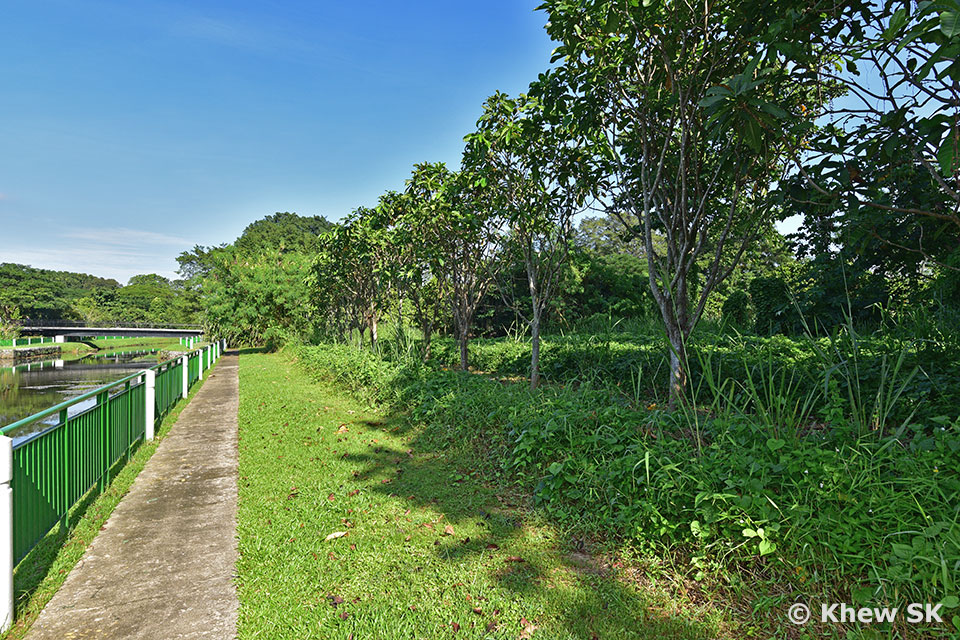 Butterflies of Singapore: Butterfly Photography at Our Local Parks ...