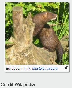 Avian Flu Diary: H9N2 Adaptation In Minks