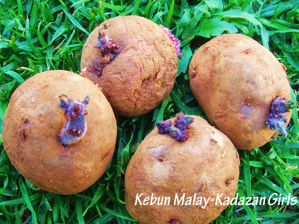 Kebun Malay-Kadazan girls: October 2012