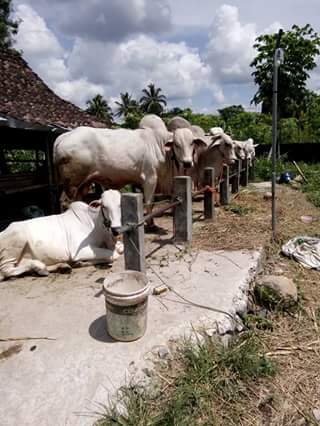MESIN KOMPOS: Cara Pembuatan Pupuk Kompos Kotoran Sapi Paling Tepat