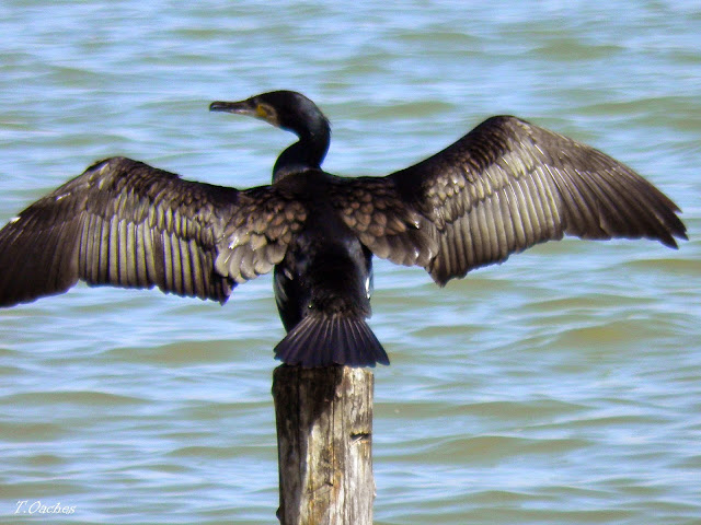 PASARI DIN ROMANIA: CORMORAN MARE, Phalacrocorax carbo