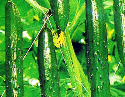 Es Timun: Timun Jepun (Perfect Green), Hibrida 505