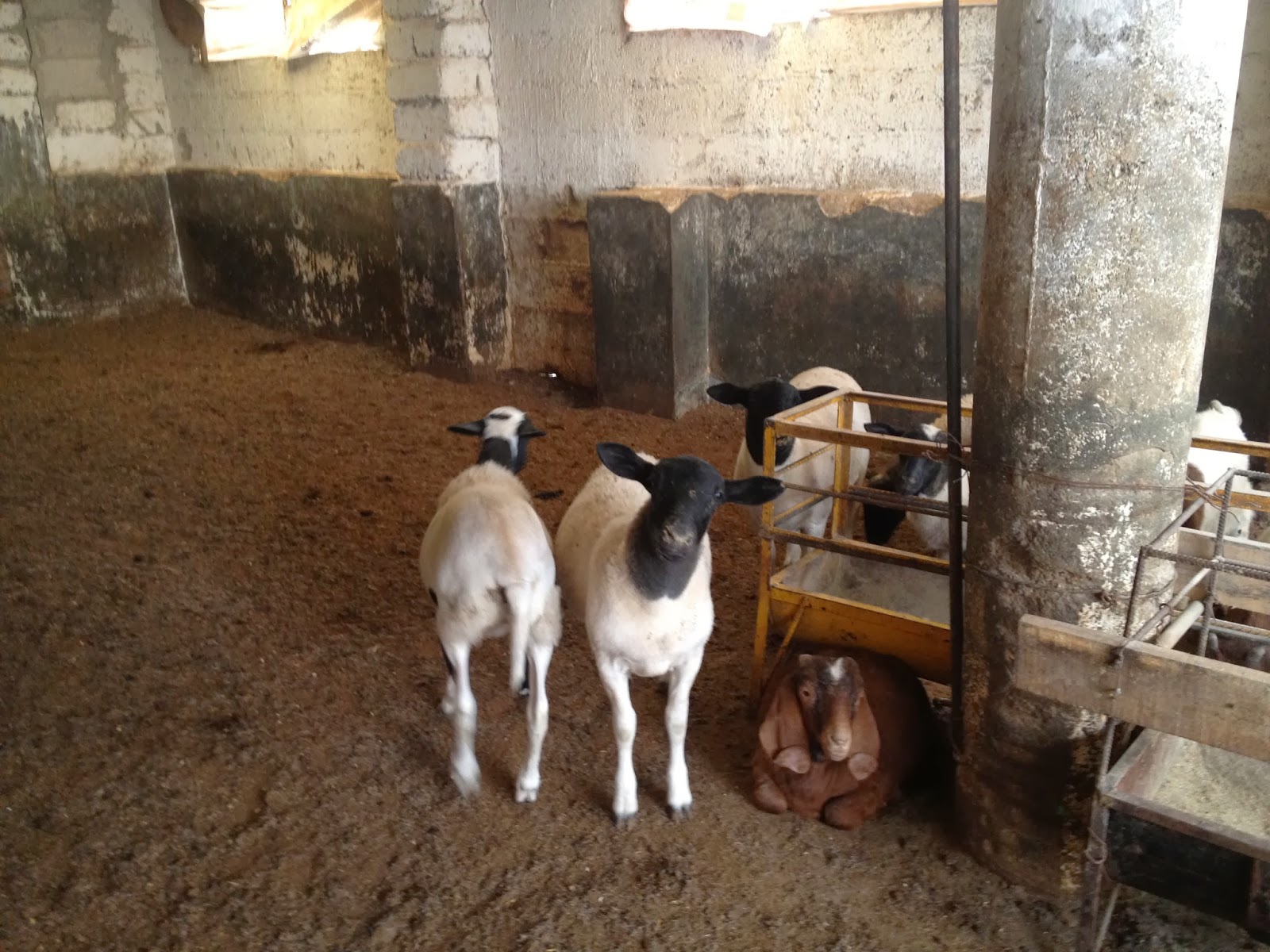 Borregas dorper en Criadero Dorper